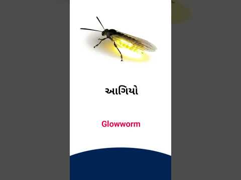 Glowworm meaning in Gujarati - English Dictionary