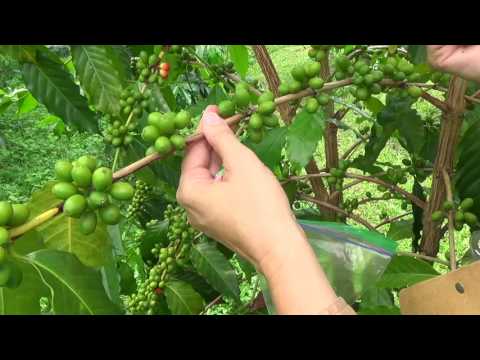 Coffee Berry Borer IPM - 30 Trees Sampling Method for CBB Monitoring - Part I