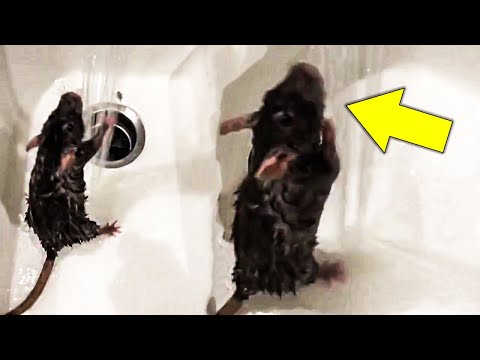 The Showering Rat Video Has Swept The Internet - What's the story behind it?