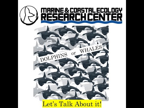 Killer whales: dolphins or whales?