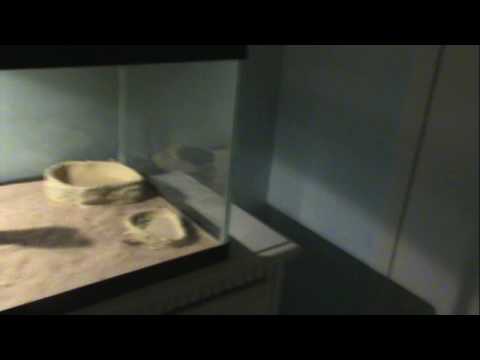 Animals for Sale (watch for info)