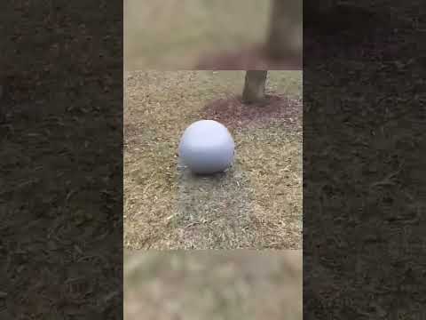 Goats or bowling pins?