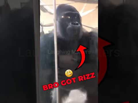 This gorilla got more rizz than half the dudes on dating apps ππ¦ #funny #animals #shorts #fyp