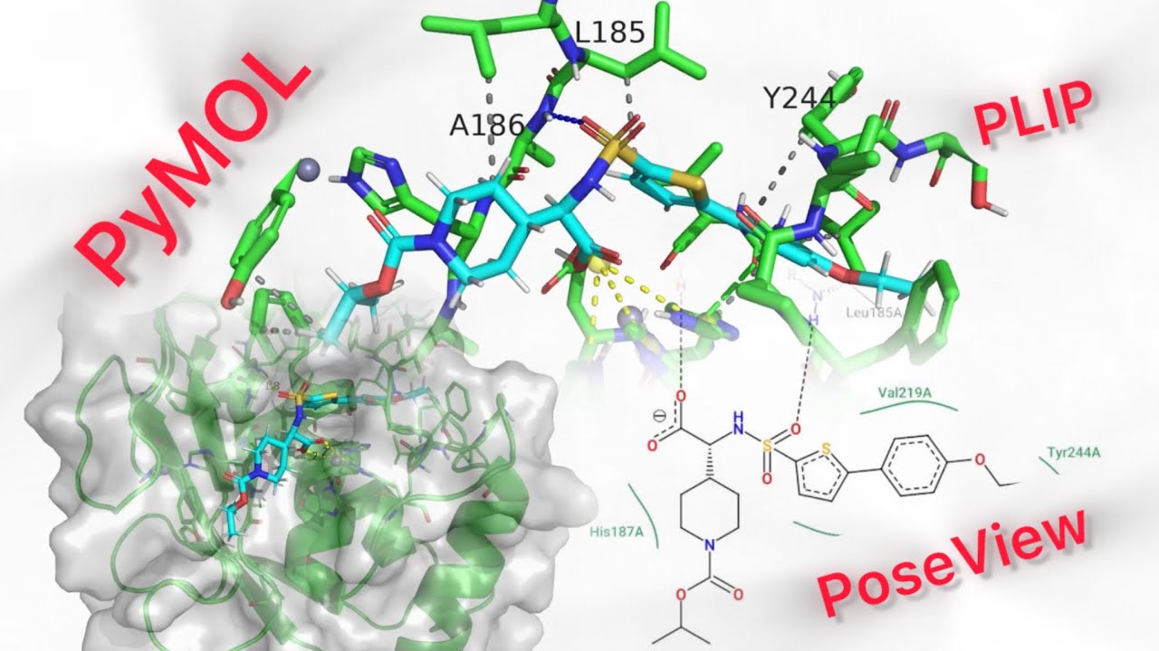 Visualization of ligand interactions by PyMOL, PLIP and PoseView