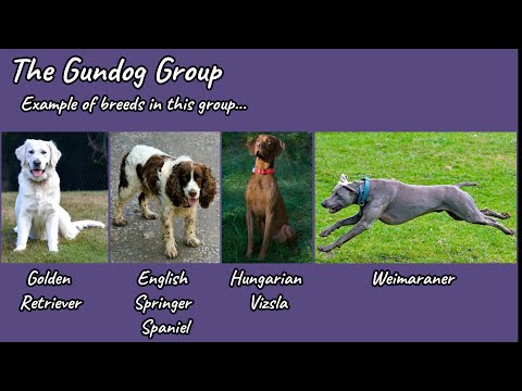 Dog Breeds: The Gundog Group (Extract from "The 7 Dog Breed Groups")