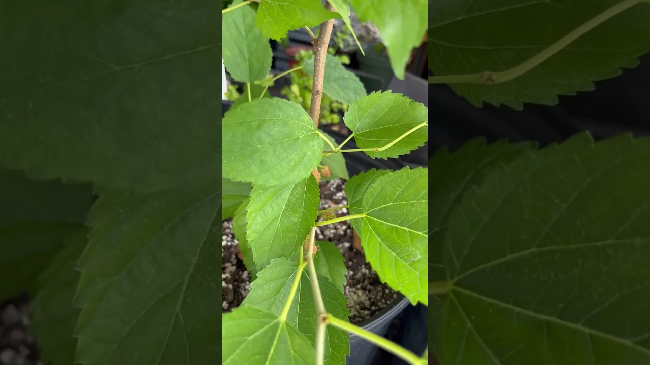 Mulberry Trees