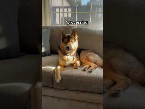 PHONE CONVERSATION USING DOG'S FAVORITE WORDS