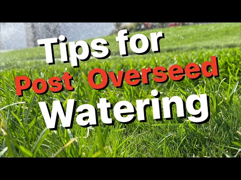How to Water After Overseed