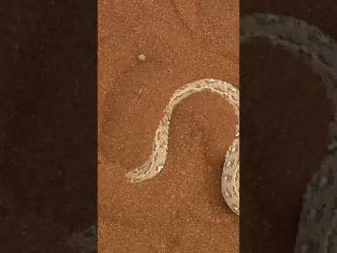 The sidewinder snake // #snake #animals #wildlife