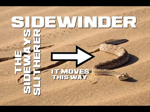 Sidewinder Facts - The Sideways Slitherer - Animal a Day S Week