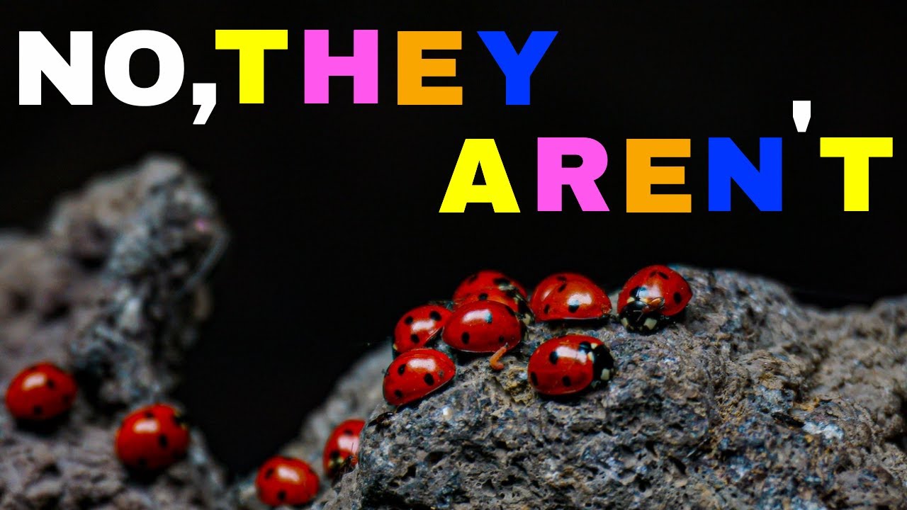 Are All Ladybugs Red? (Top 6 colors including YELLOW ladybirds!)