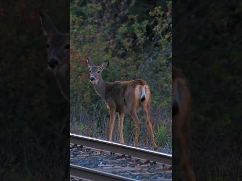 Deer on the tracks in Soda Creek, BC.