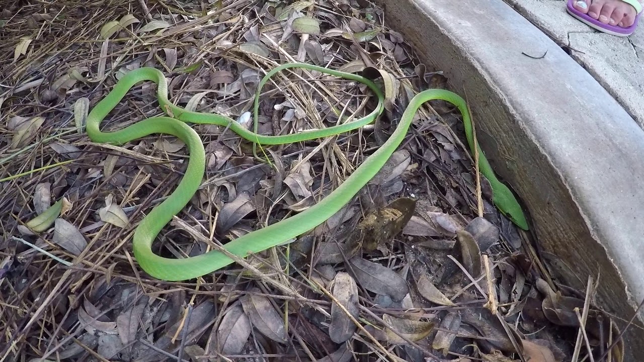 Sandos Playacar Green Vine Snake (Oxybelis fulgidus)