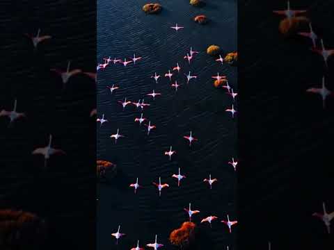 Pink flamingos fly over the water