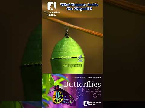 Unveiling the Mystery: The Secret Life Inside a Chrysalis! 🦋✨