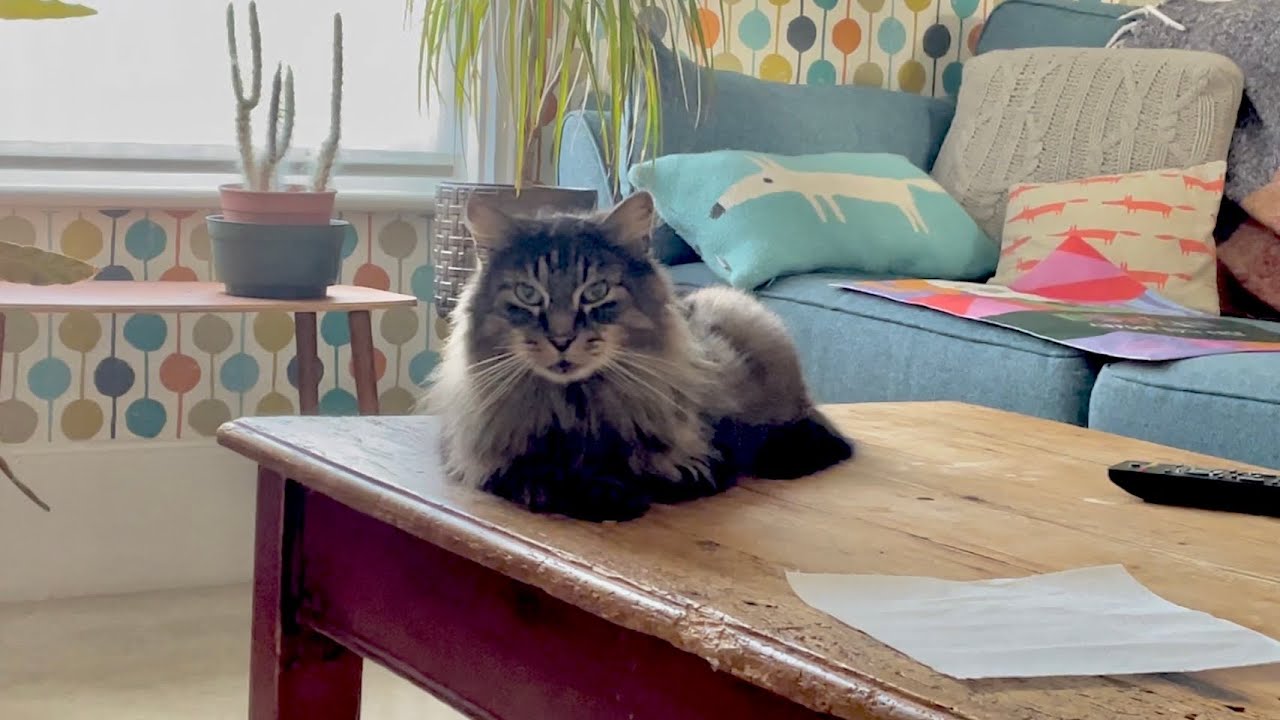 Eric’s guide to classic cat poses