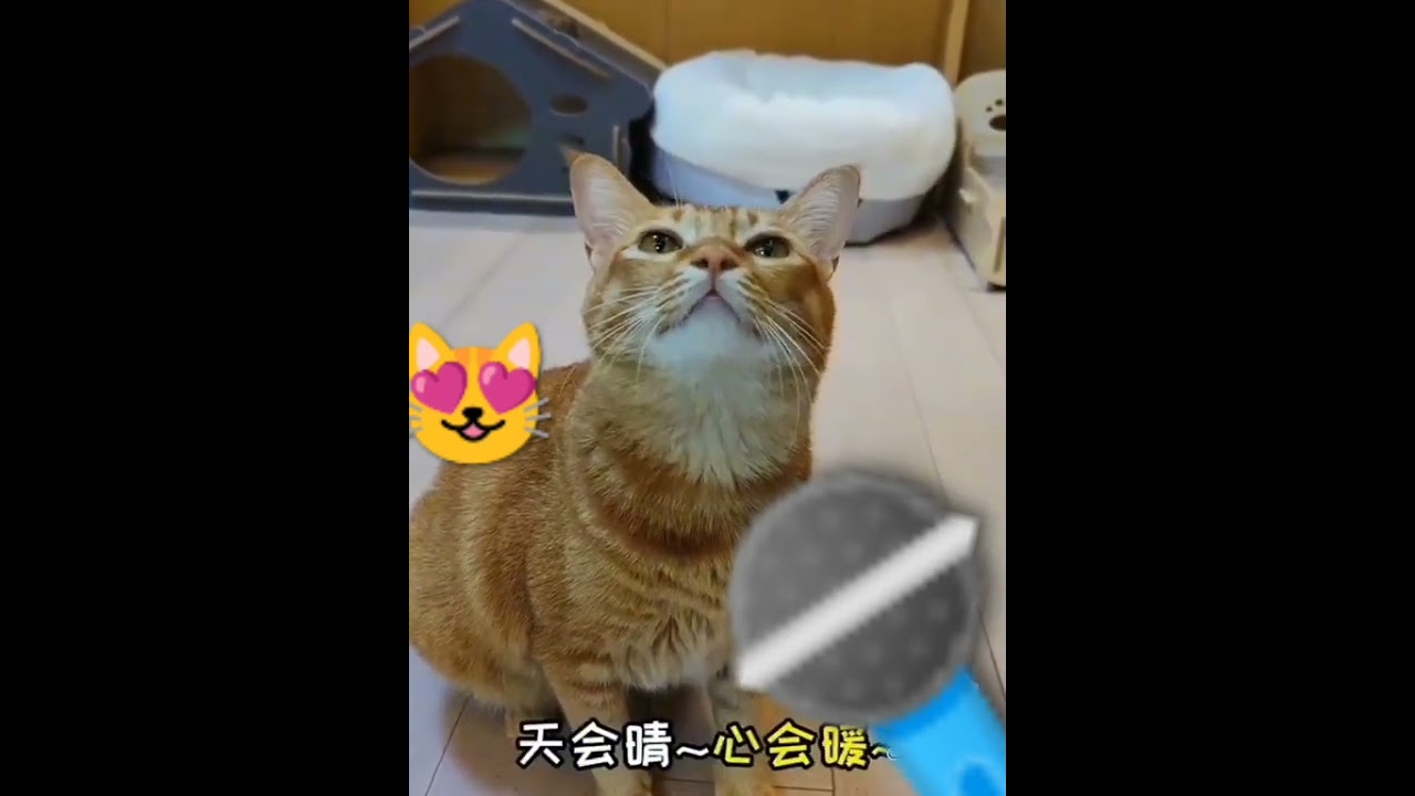 Singing Cat so cute and adorable #cat #singing #singingcat #adorable