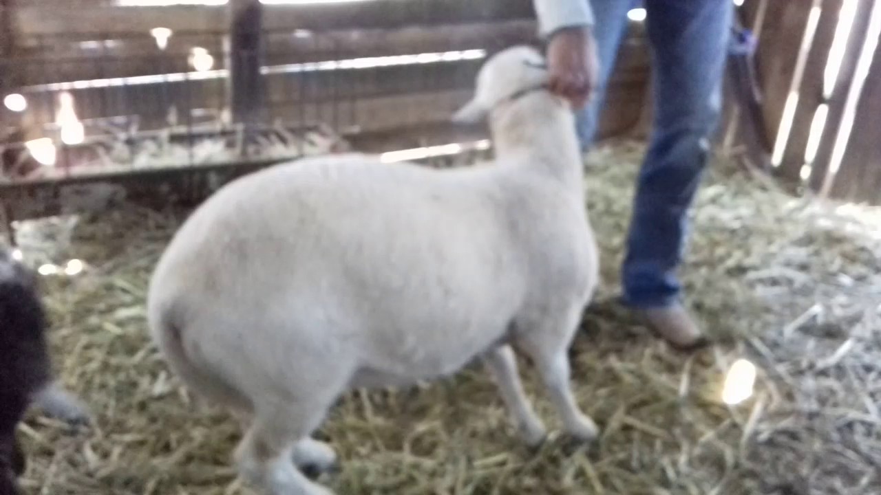 borrego semental dorper blanco