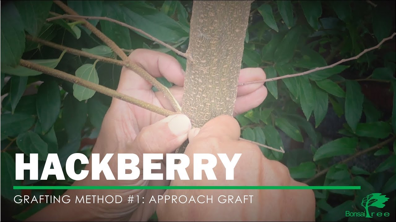 Hackberry grafting method #1