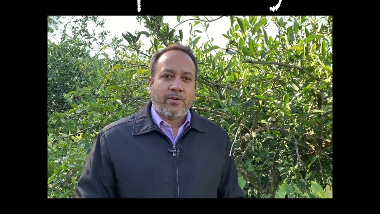 Citrus Disease vs Nutrient Deficiency