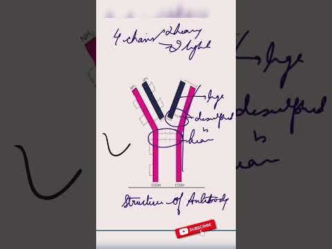 Antibody structure ππβΊοΈβοΈβΌοΈ#ignou #immunology #lifescience #antibody