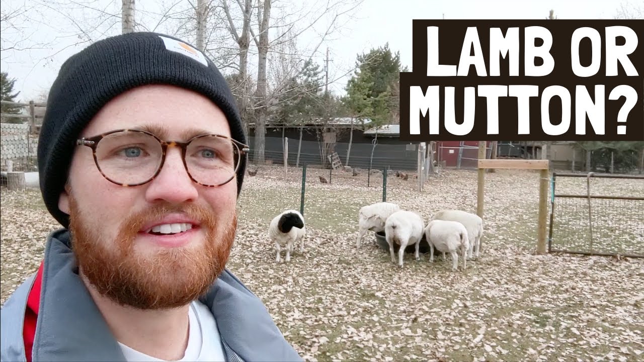 Sheep Meats: Lamb, Mutton, and Everything in Between