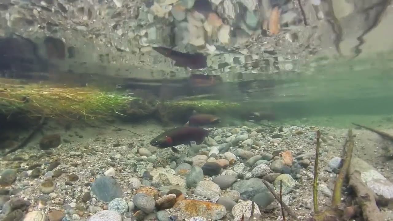 Watch a Female Salmon Dig Her Nest While Males Wait to Fertilize Her Eggs