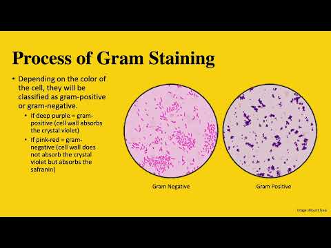 The Differences Between Gram-Positive and Gram-Negative Bacteria | MCAT BIOLOGY