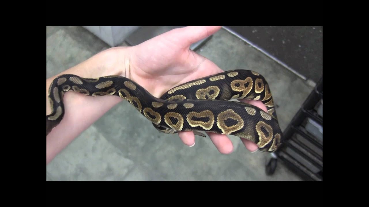 Small Male Cinnamon Ball Python