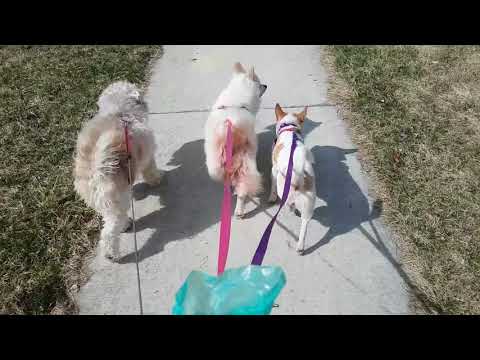 Lola, Betty, Bonnie on April 1, 2019