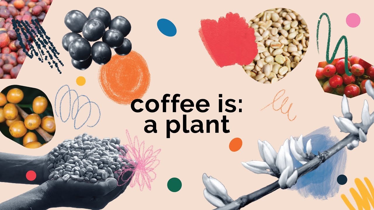 Coffee Is A Plant by ED+U (Part 1)