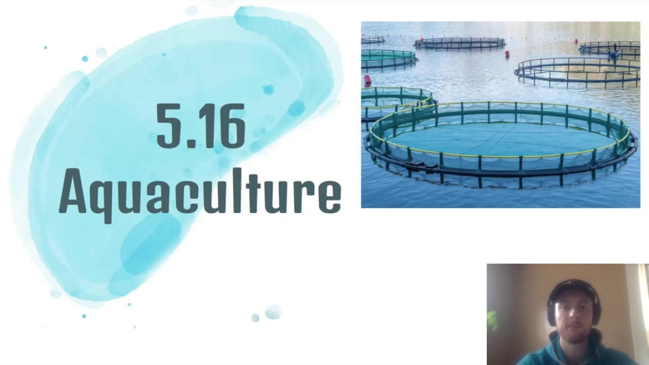 Understanding Aquaculture: Benefits and Drawbacks | Galaxy.ai