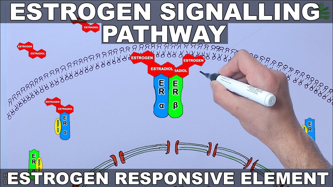 Estrogen Signalling Pathway
