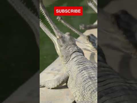 Gharial #animals #animallover #nature #asia #india
