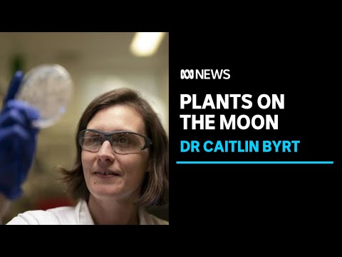 Aleph-1 module: New project seeks to put plants on the moon | ABC News