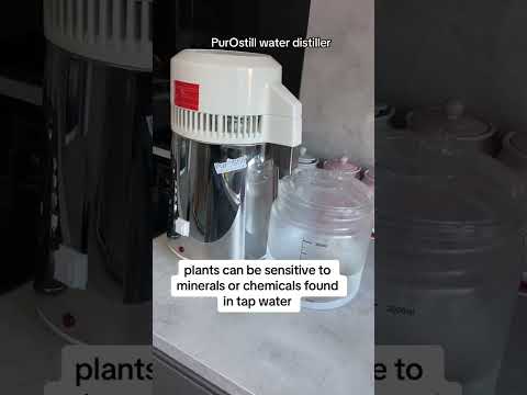 Watering your plants with distilled water - the benefits