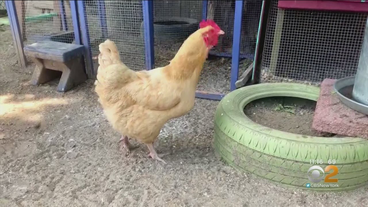 Backyard Chicken Law Frustrates Some On Long Island