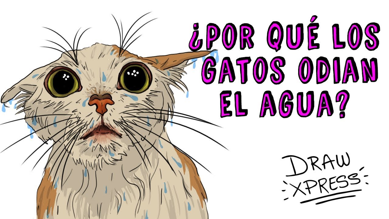 ¿POR QUÉ LOS GATOS ODIAN EL AGUA? | Draw My Life