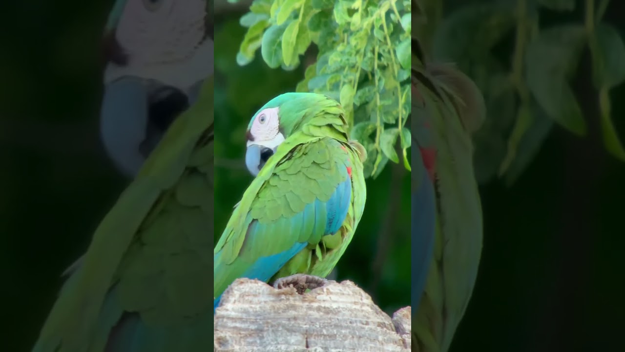 Ara severus #parrot #parrotsfun #birds #birdvideos #bird #birding #parrotsplaying #parrotlover