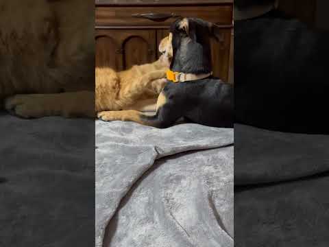 Unlikely friendships are the best kind #catanddog #cutealert #cuddly #fyp #fluffyfriend #happypaws