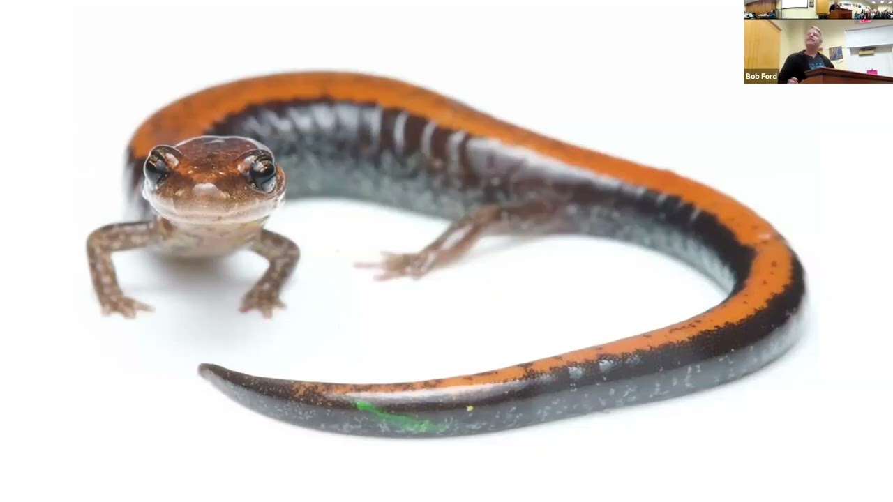Amphibian Conservation with Brian Gratwicke