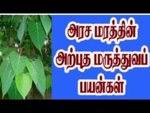 Peepal Tree leafs health Benefits in Tamil l Aarasamaram leaf Benefits in Tamil l Health Benefits