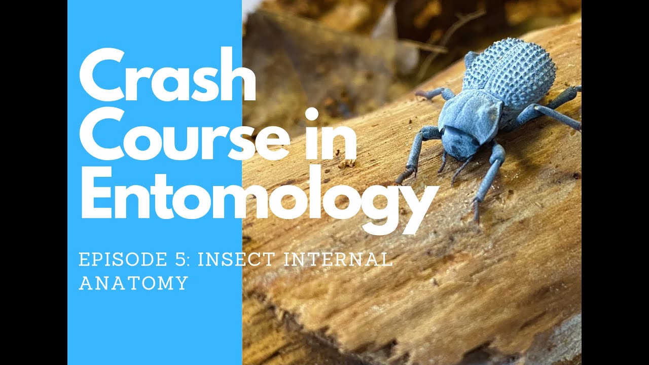 Crash Course in Entomology: Insect Internal Anatomy
