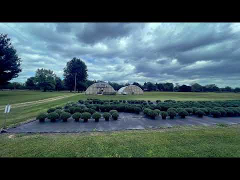 Best Place for Mums in Lexington KY - Kim Soper Realtor at Peytons Plant Farm in Hamburg area 40509
