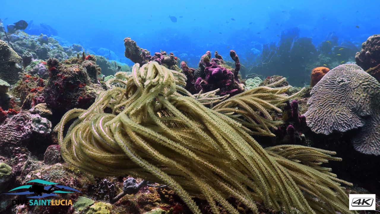 Fairy land with Dive Saint Lucia