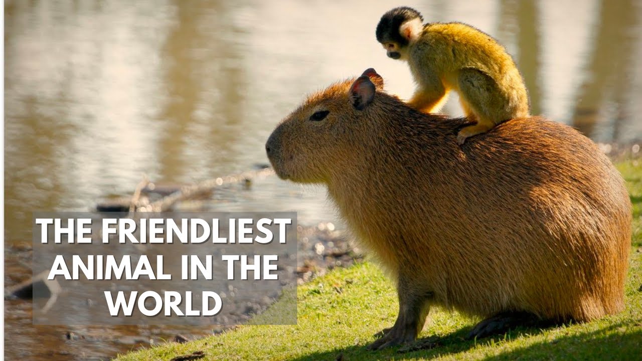 Why Do Other Animals Like Capybaras So Much?