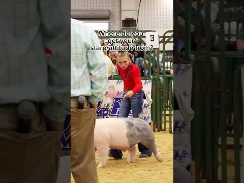 I swear I'm nice but us #stockshow Mom's want everything perfect 🤣 #showpigs #livestockshow