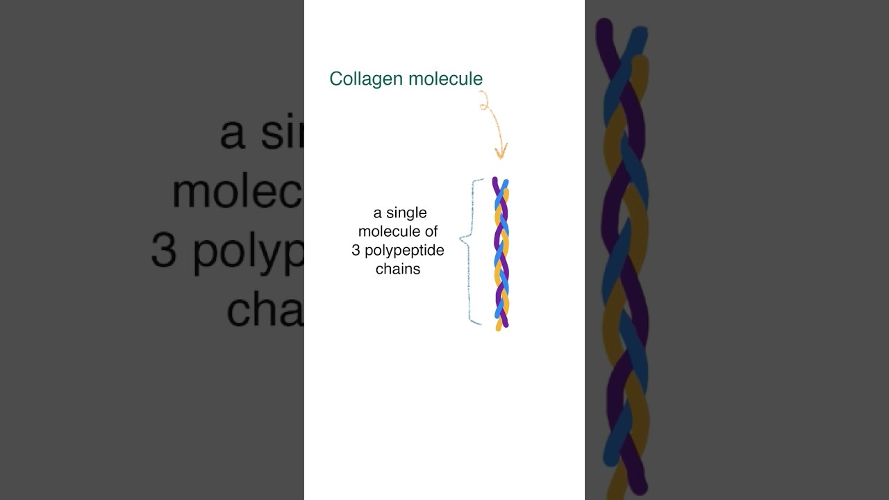 Collagen molecules or fiber???