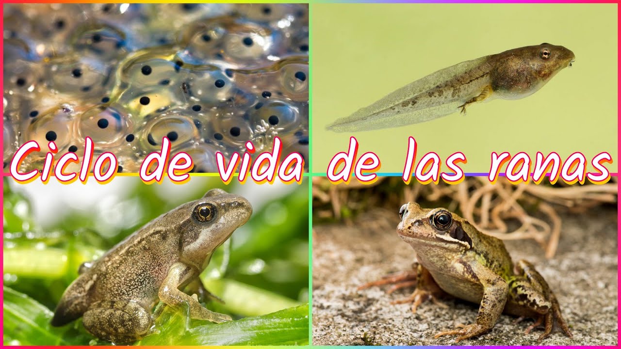 Ciclo De Vida De Las Ranas Para Niños