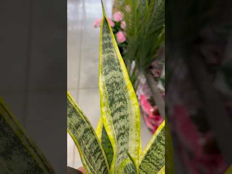 Costa Farms®️’Futura Superba' Dracaena (Sansevieria) trifasciata #plants #indoorplants #shorts